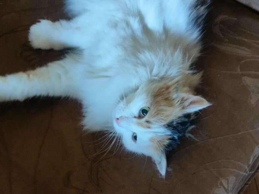 Бесплатно в добрые руки