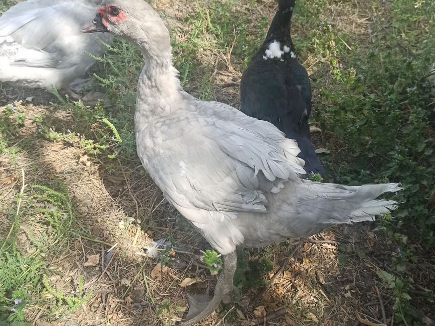 Мускусные утки тяжелая линия