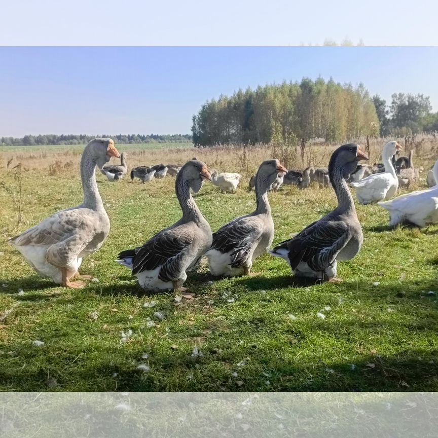 Гуси холмогорские переярые,тулузские гусята