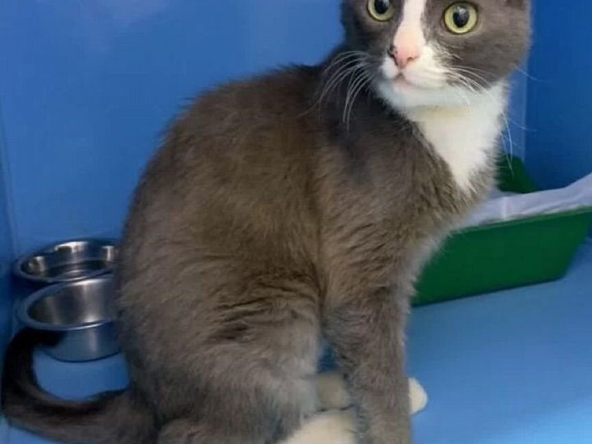 Дымчатая серая кошка в добрые руки