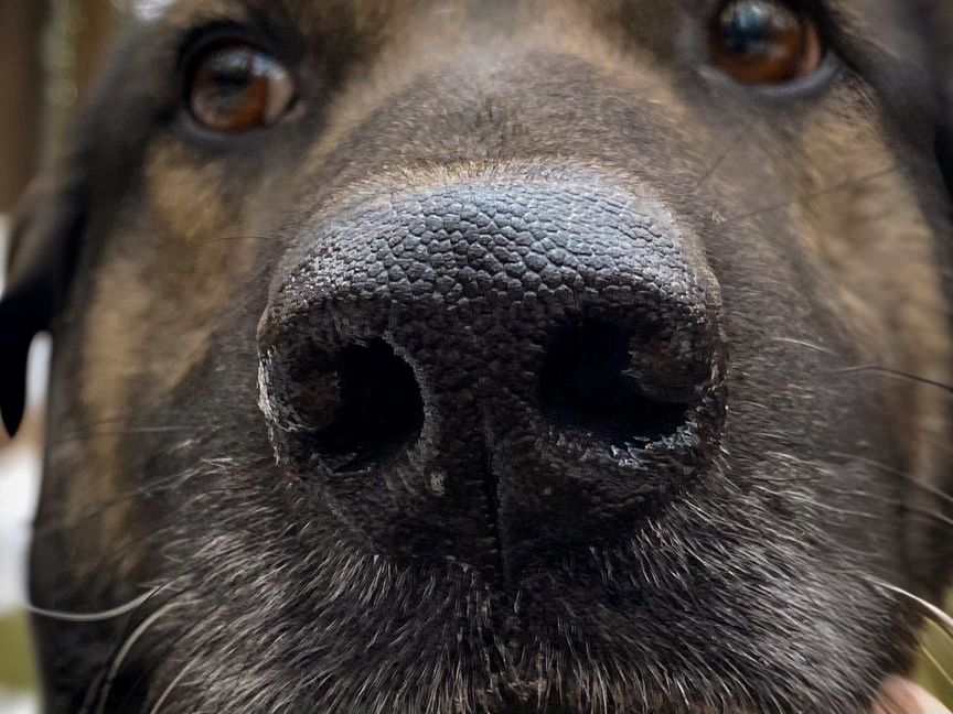 Собаки бесплатно в добрые руки