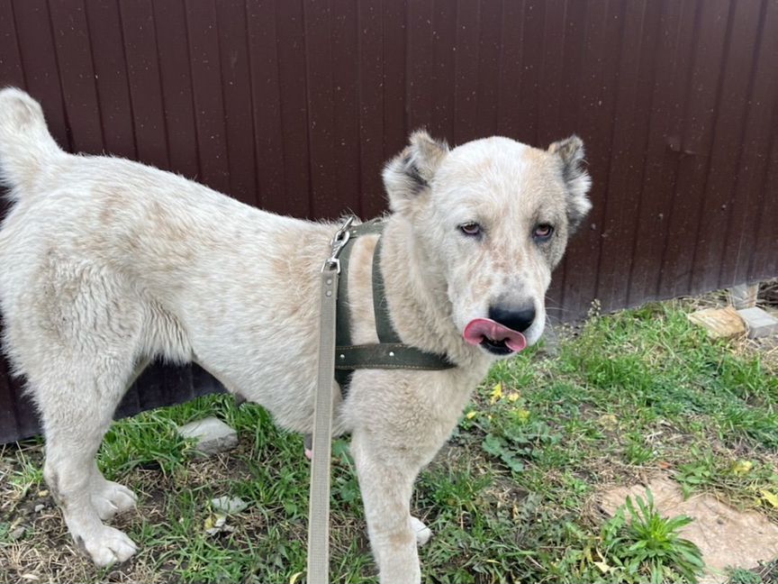 Собака в добрые руки. Алабай