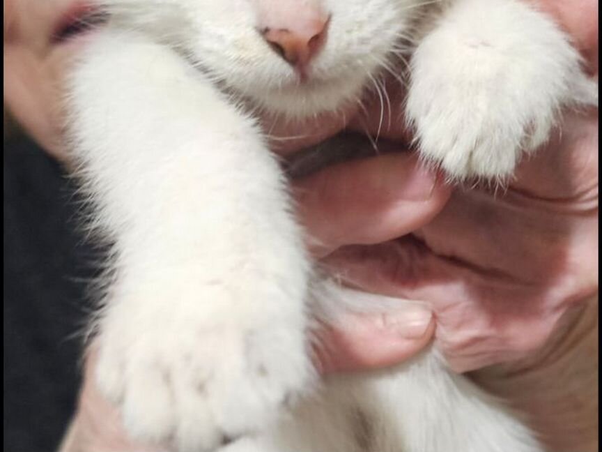Котенок