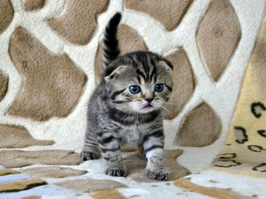Шотландский котята тигровые