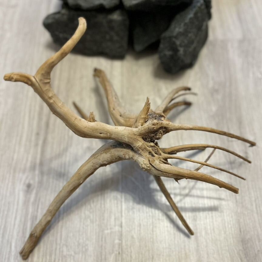 Коряга в террариум