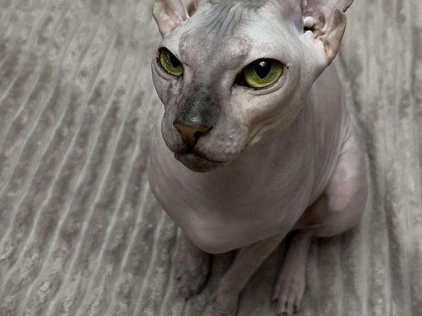 Донской сфинкс