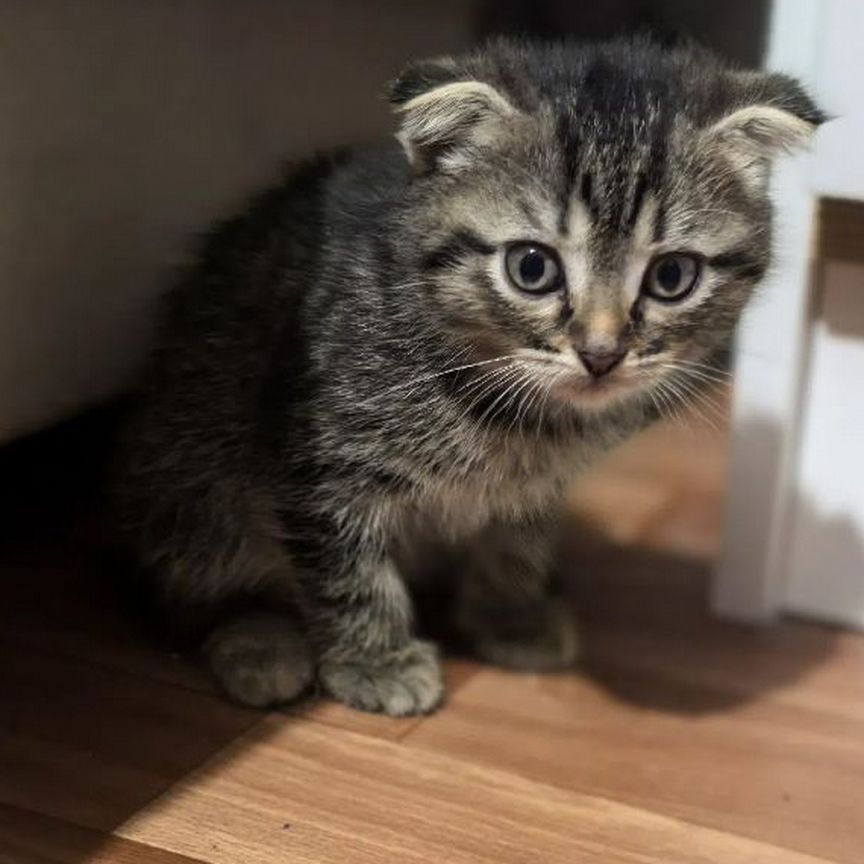 Шотландский вислоухий короткошёрстный котёнок