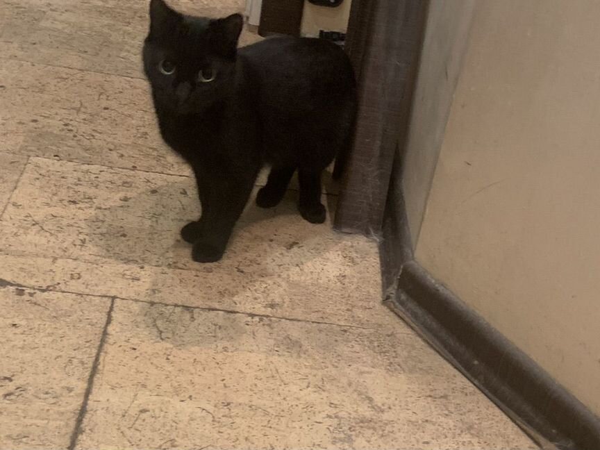 Кошка Бомбейская