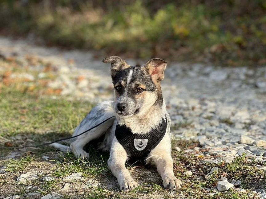 Небольшая и робкая девочка ищет дом