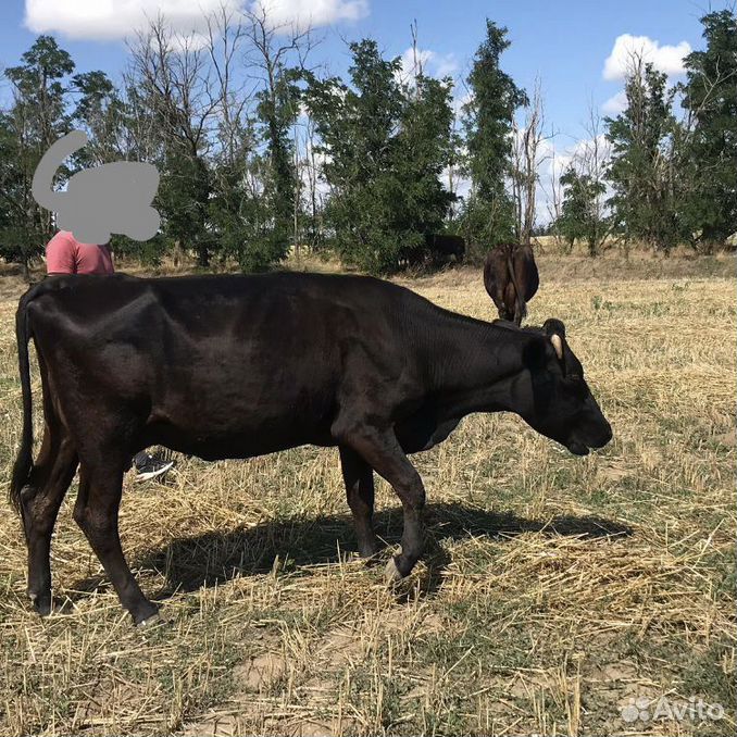 Корова молочная