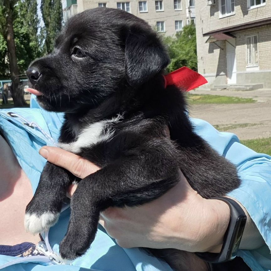 Щенок в добрые руки