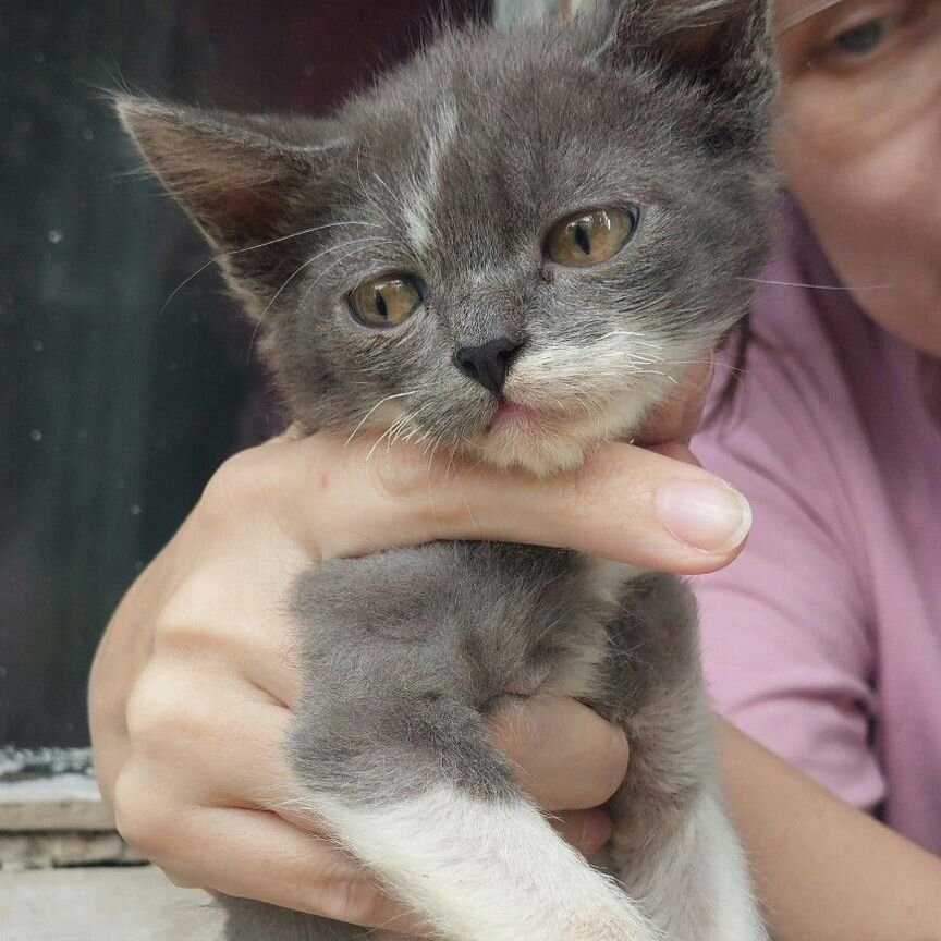 Котеное в добрые руки