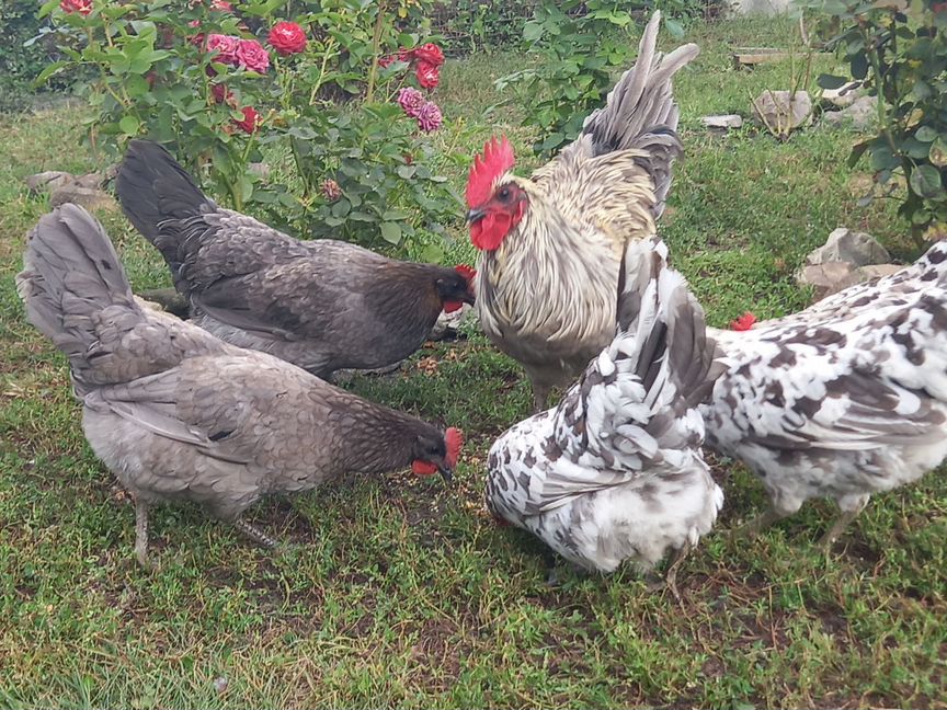 Сильверудд. Инкубационное яйцо