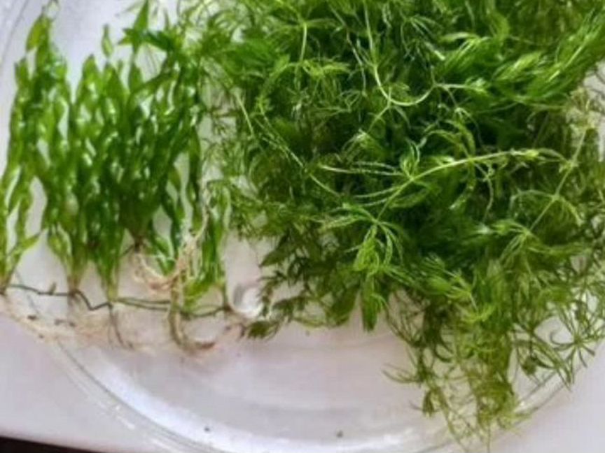 Валиснерия спиральная