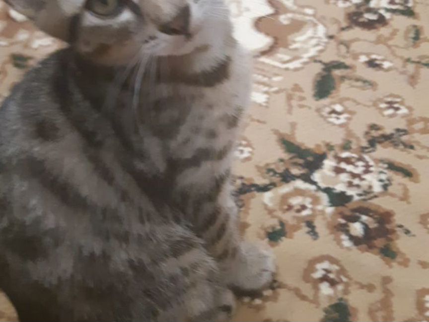Кошечка и два кота ищут дом. Отдадим в добрые руки
