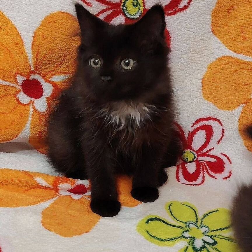 Котёнок в добрые руки