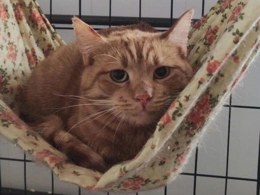 Отдаю кота в добрые руки