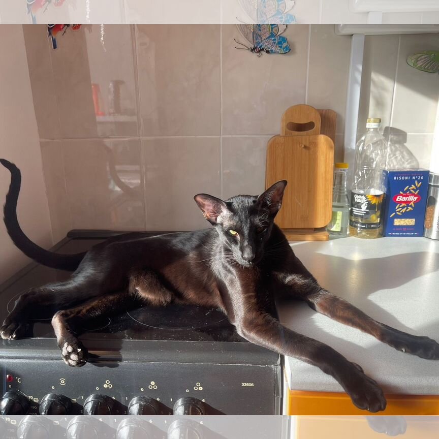 Ориентальный котёнок