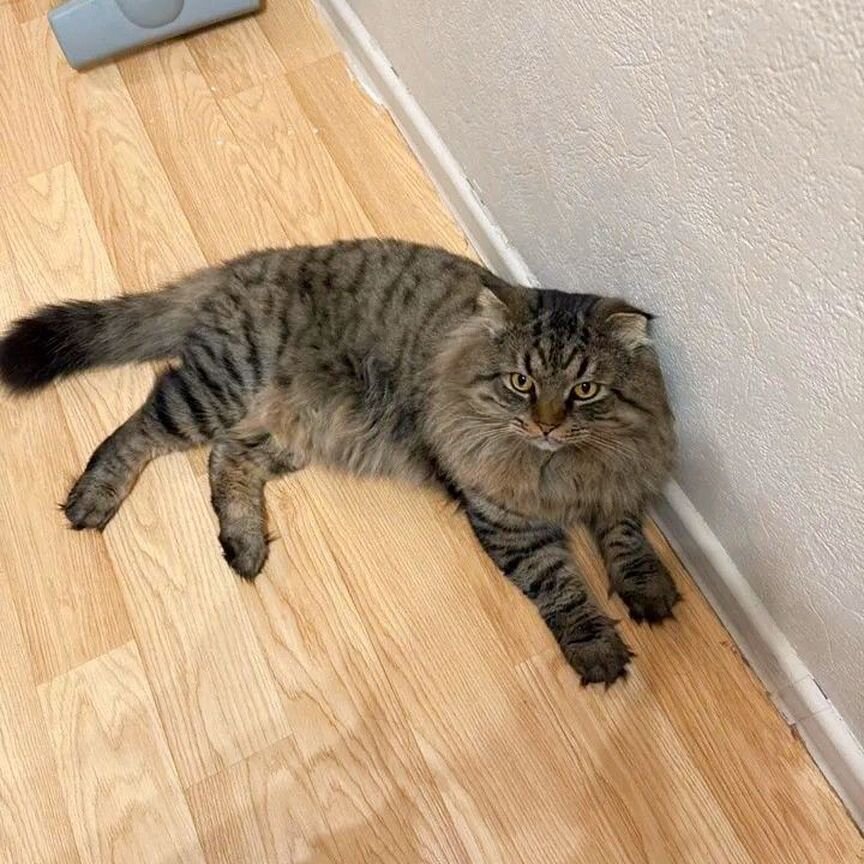 Кот породистый в хорошие руки