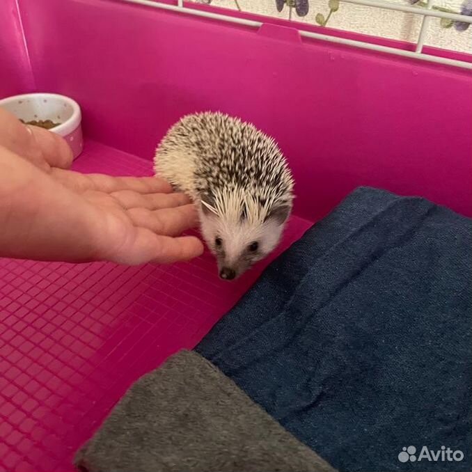 Африканский ежик