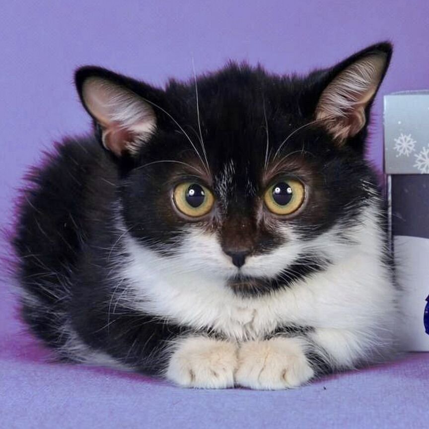 Котёнок в добрые руки