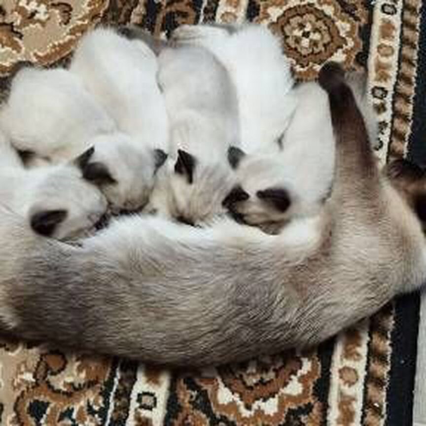 Сиамские котята