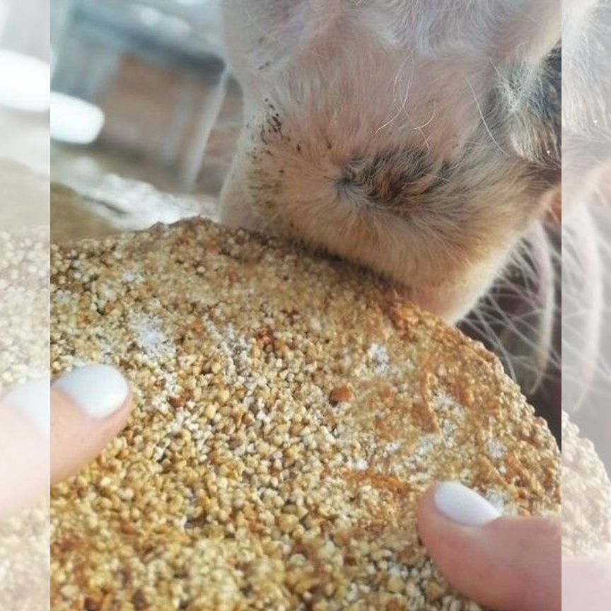 Ликиты для лошадей