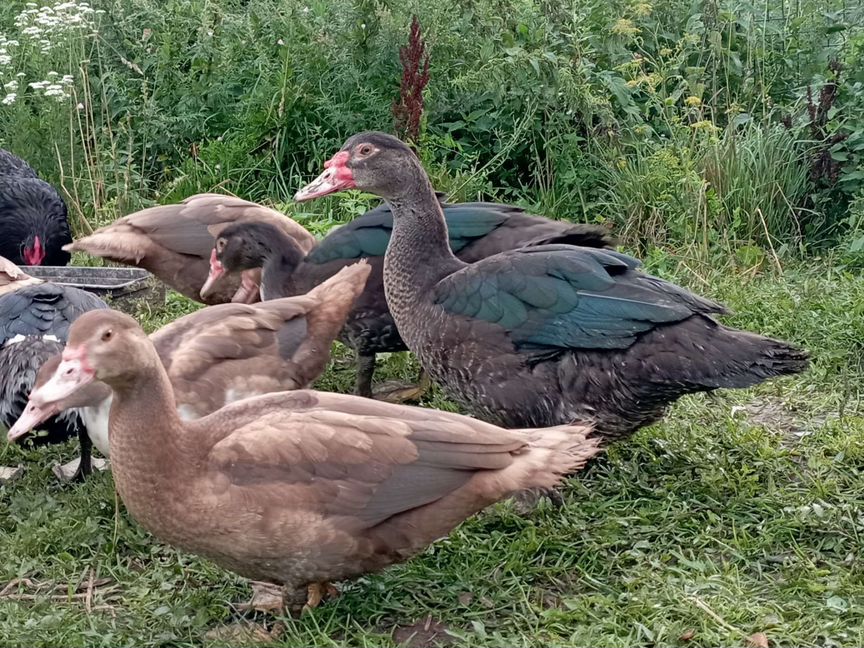 Мускусные утки