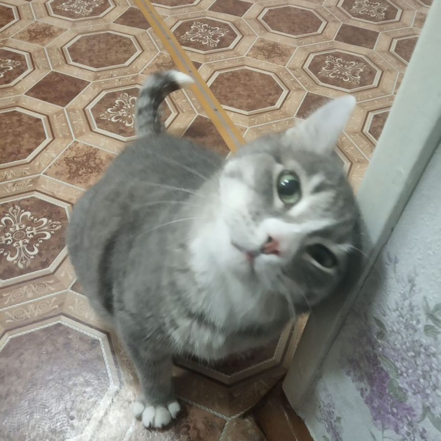 Кот Мурзик
