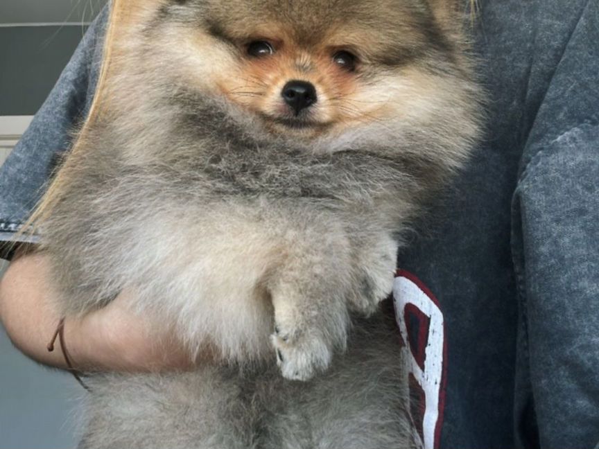 Продам маленькую собаку