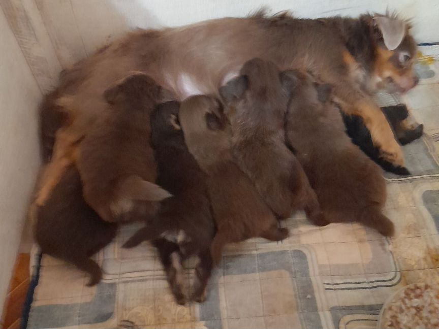 Чихуахуа девочки и мальчики