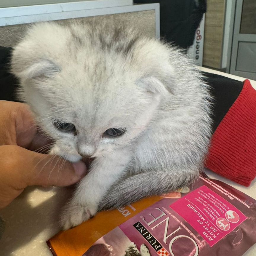 Вислоухие котята