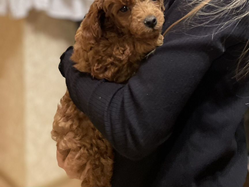 Той пудели РКФ