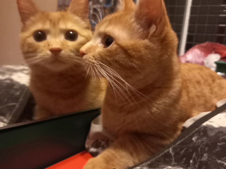 Котёнок Симба ищет дом