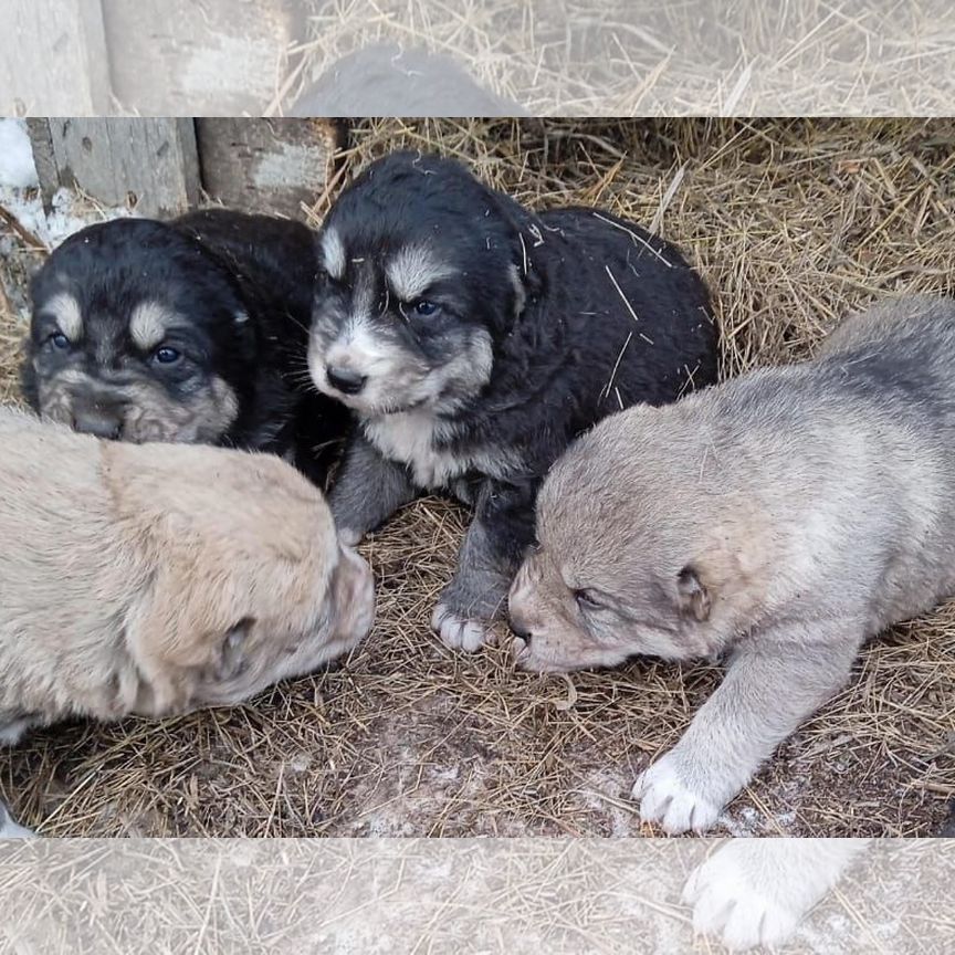 Продам кавказцев