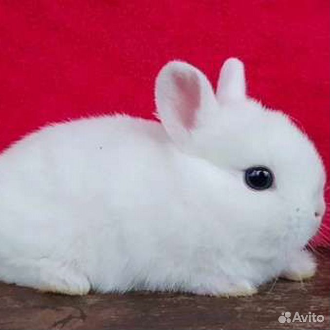 Декоративные крольчата