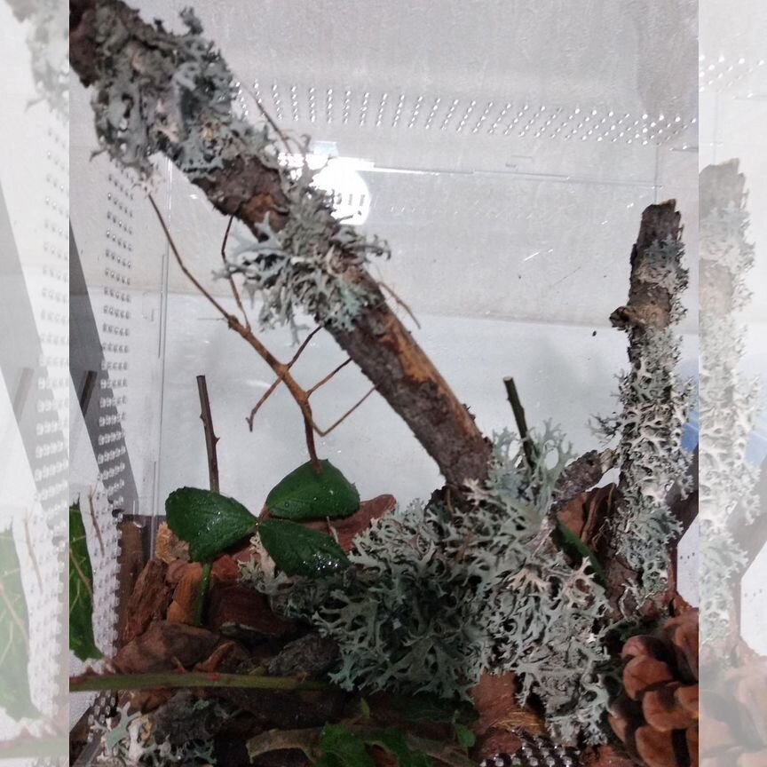 Палочник анамский-дети