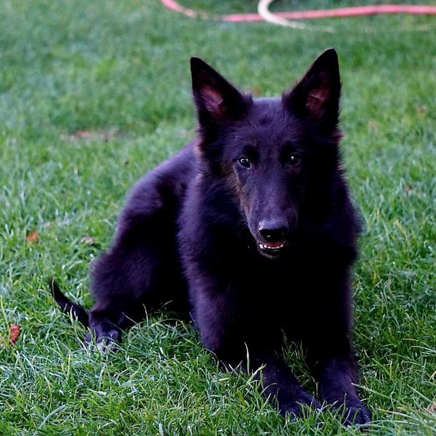 Грюнендаль.Девочка из племенного питомника