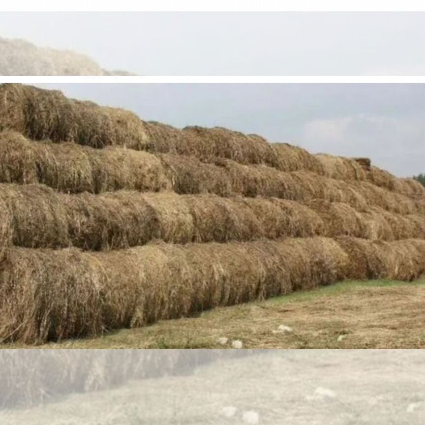 Продам сено в рулонах, обмен на крс, Лошади
