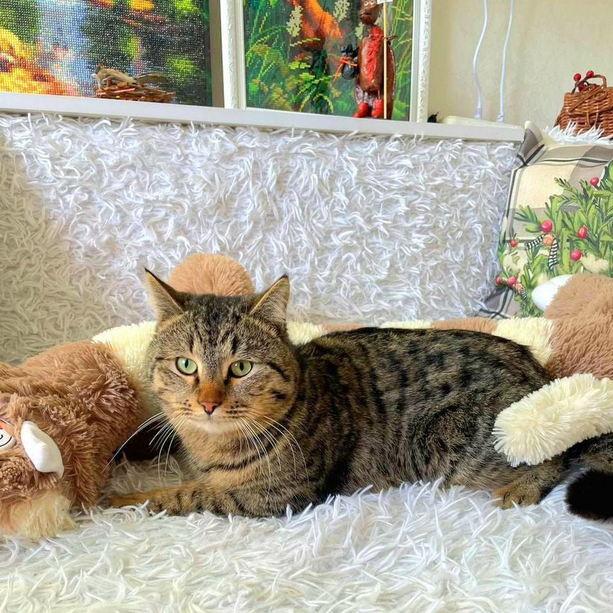 Молодой котяра в поиске семьи