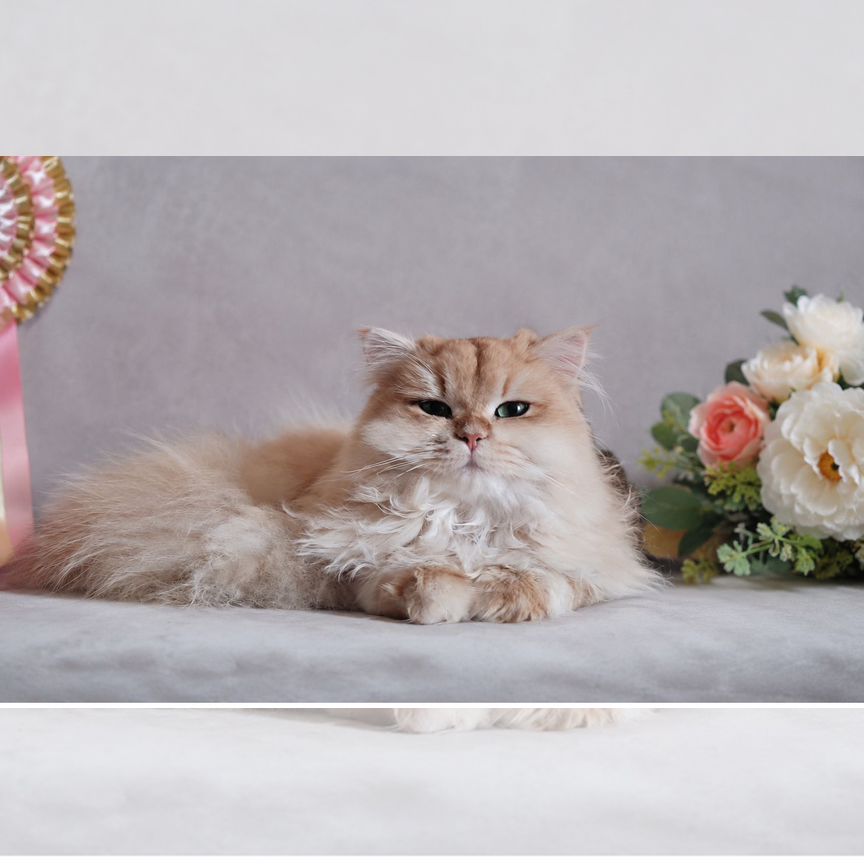 Британский длинношёрстный котёнок