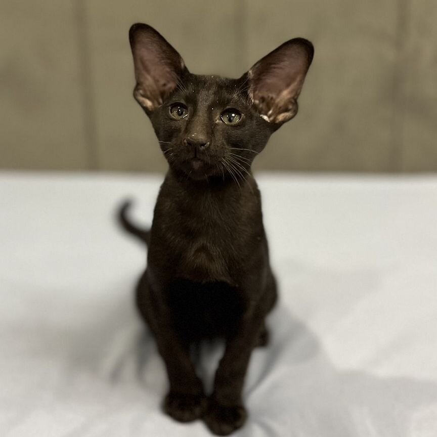 Ориентальный котёнок