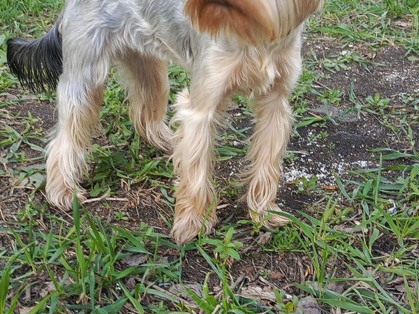 Йоркширский терьер