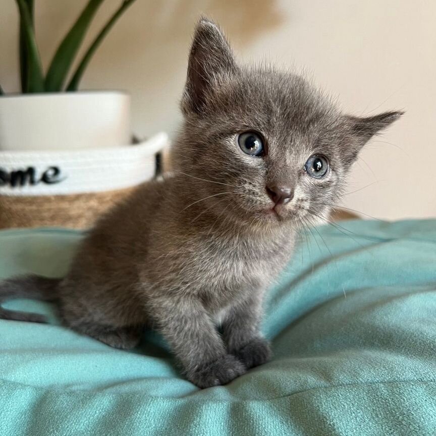 Отдам котят