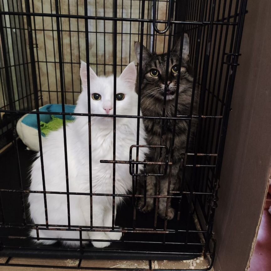 Нам хочется семью