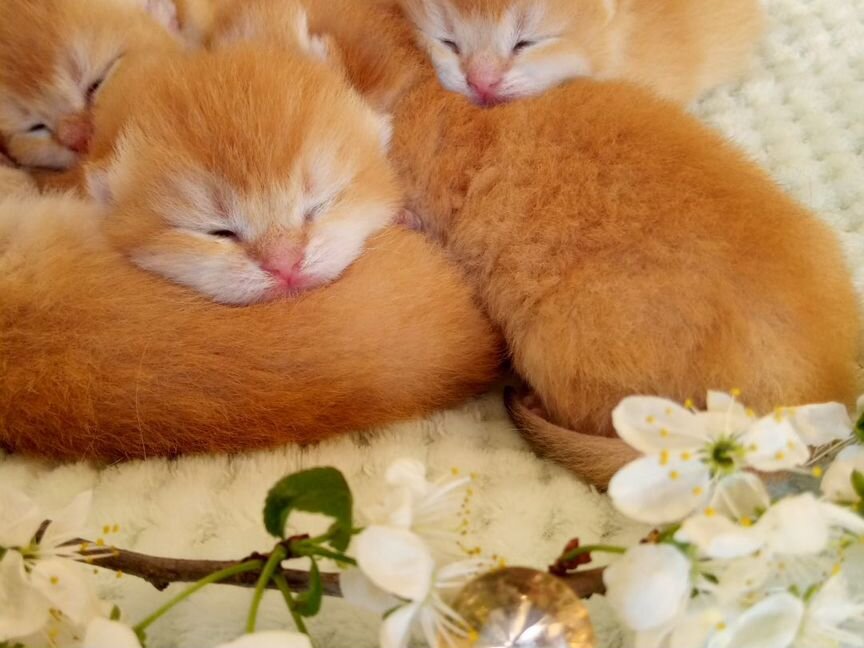 Золотая шиншилла британские котята