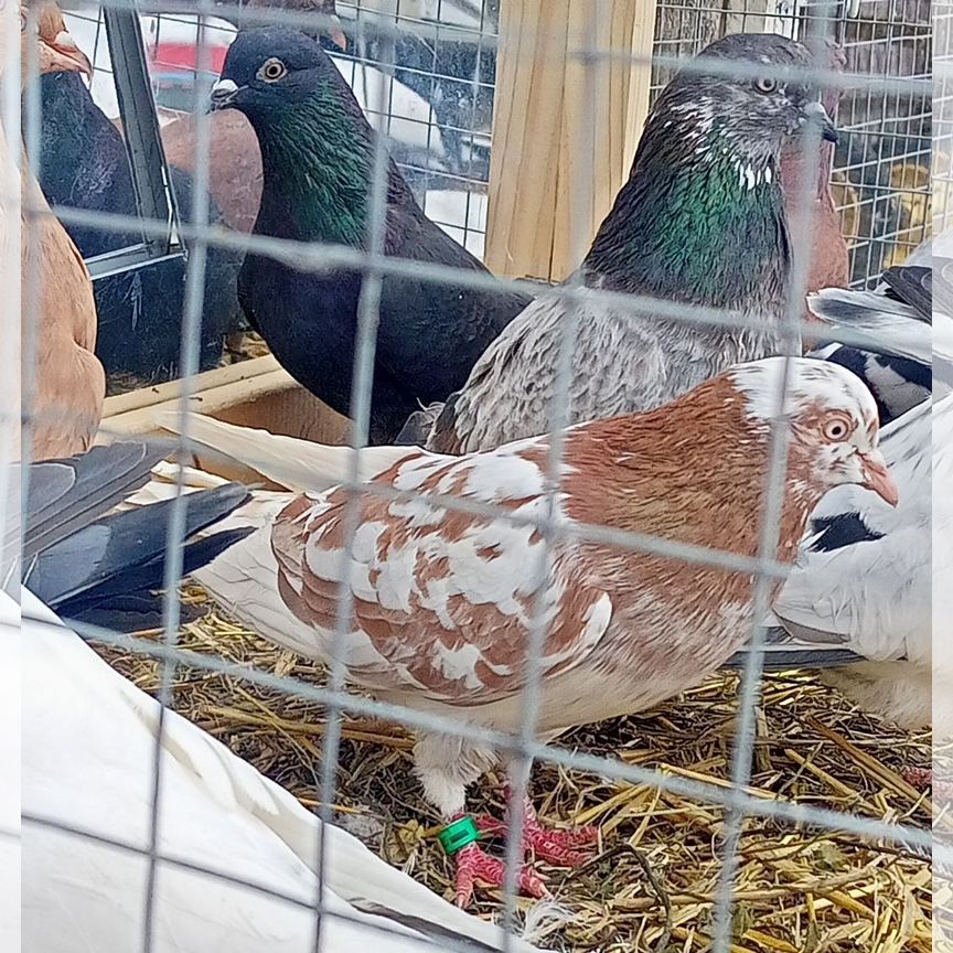 Высоколетные типплеры всех цветов