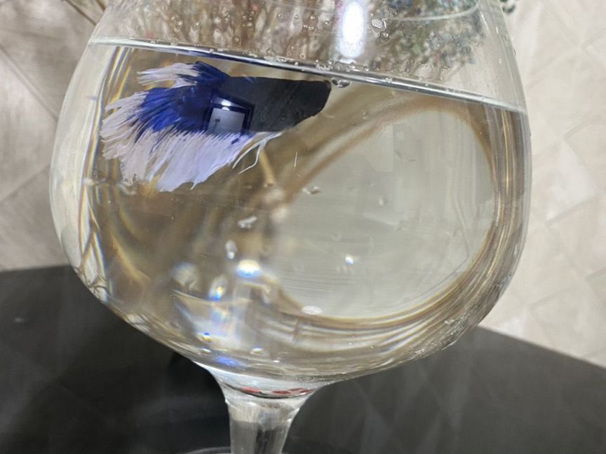 Рыбка петушок с аквариумом