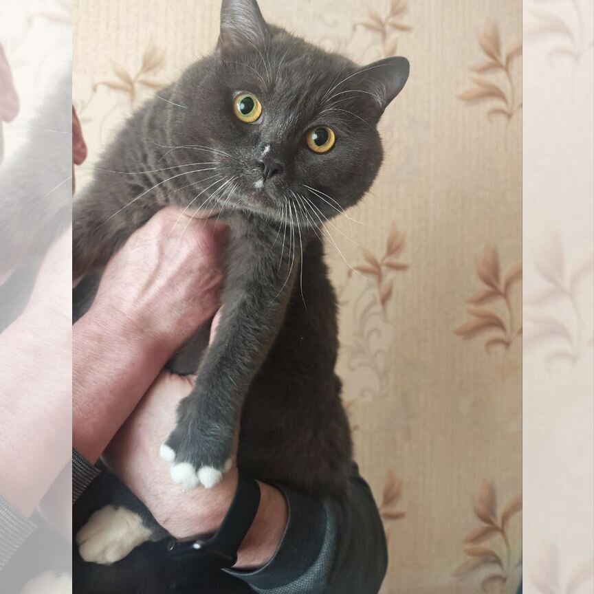 Британский короткошёрстный, взрослый кот