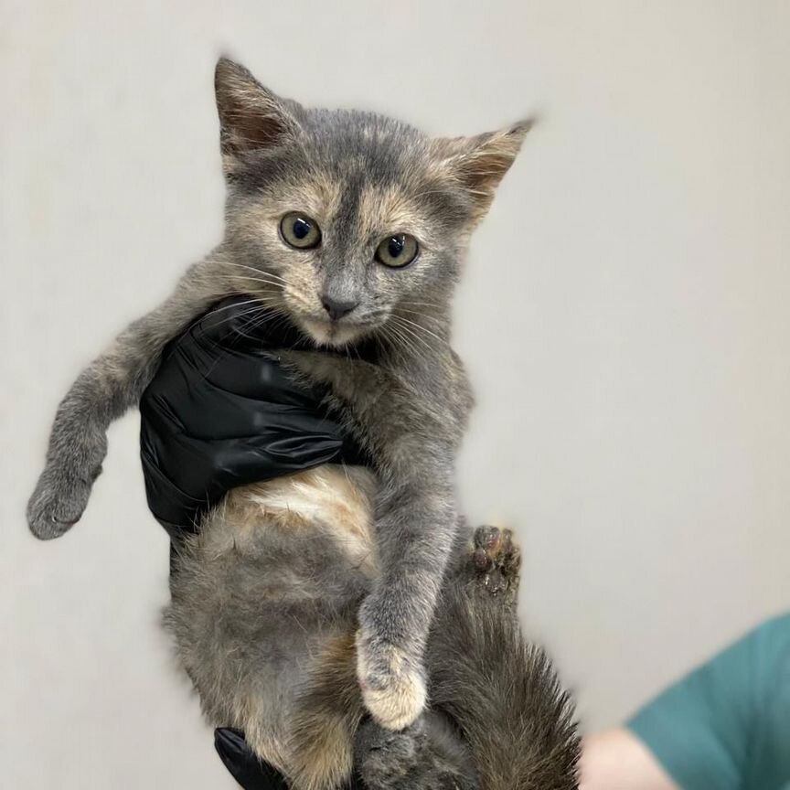 Котенок